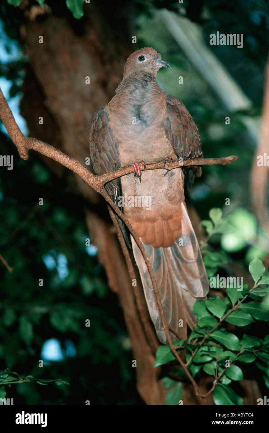 Brown Cuckoo Dove Stock Photo - Alamy