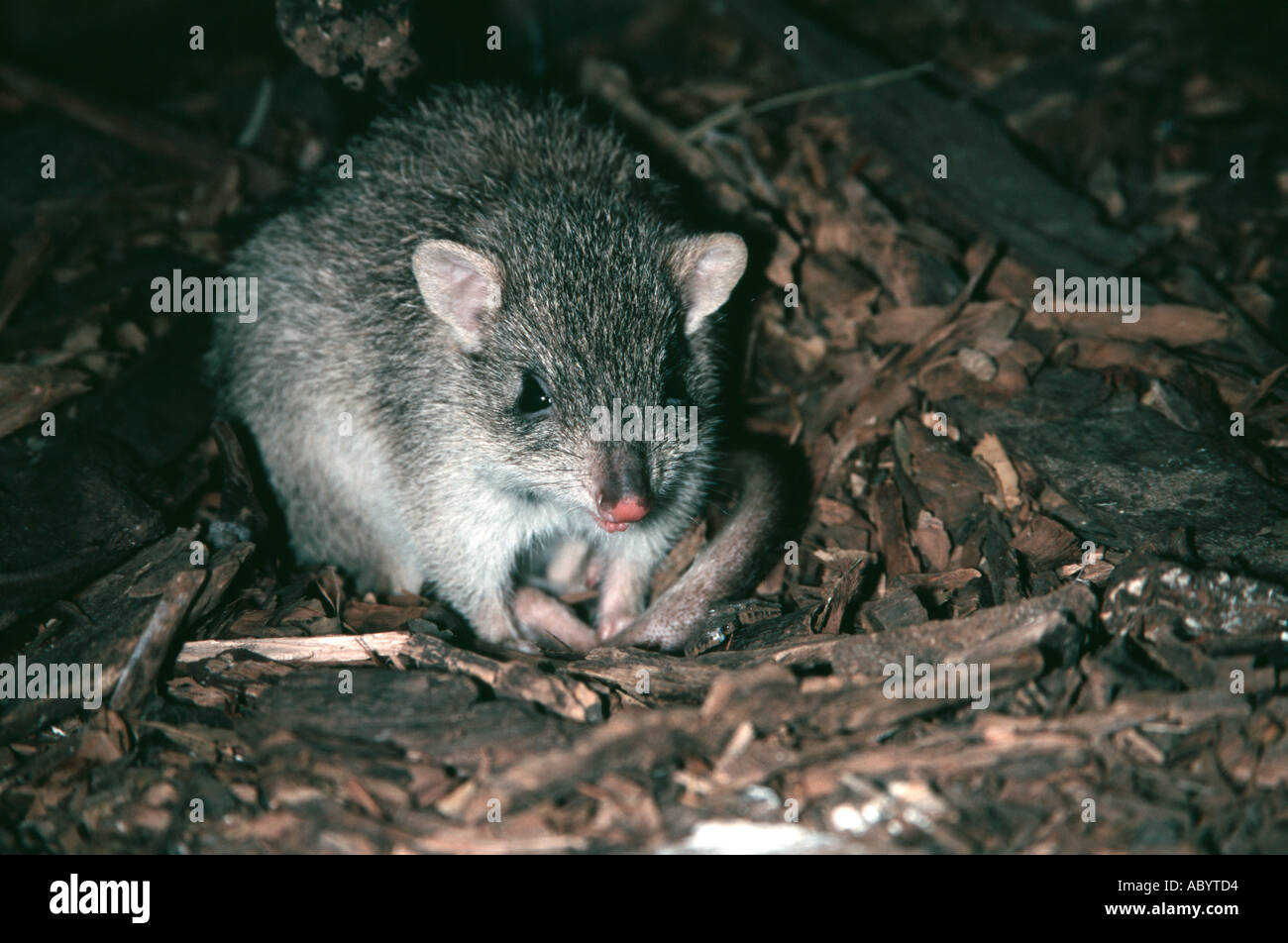 Northern Bettong australian marsupial Stock Photo - Alamy