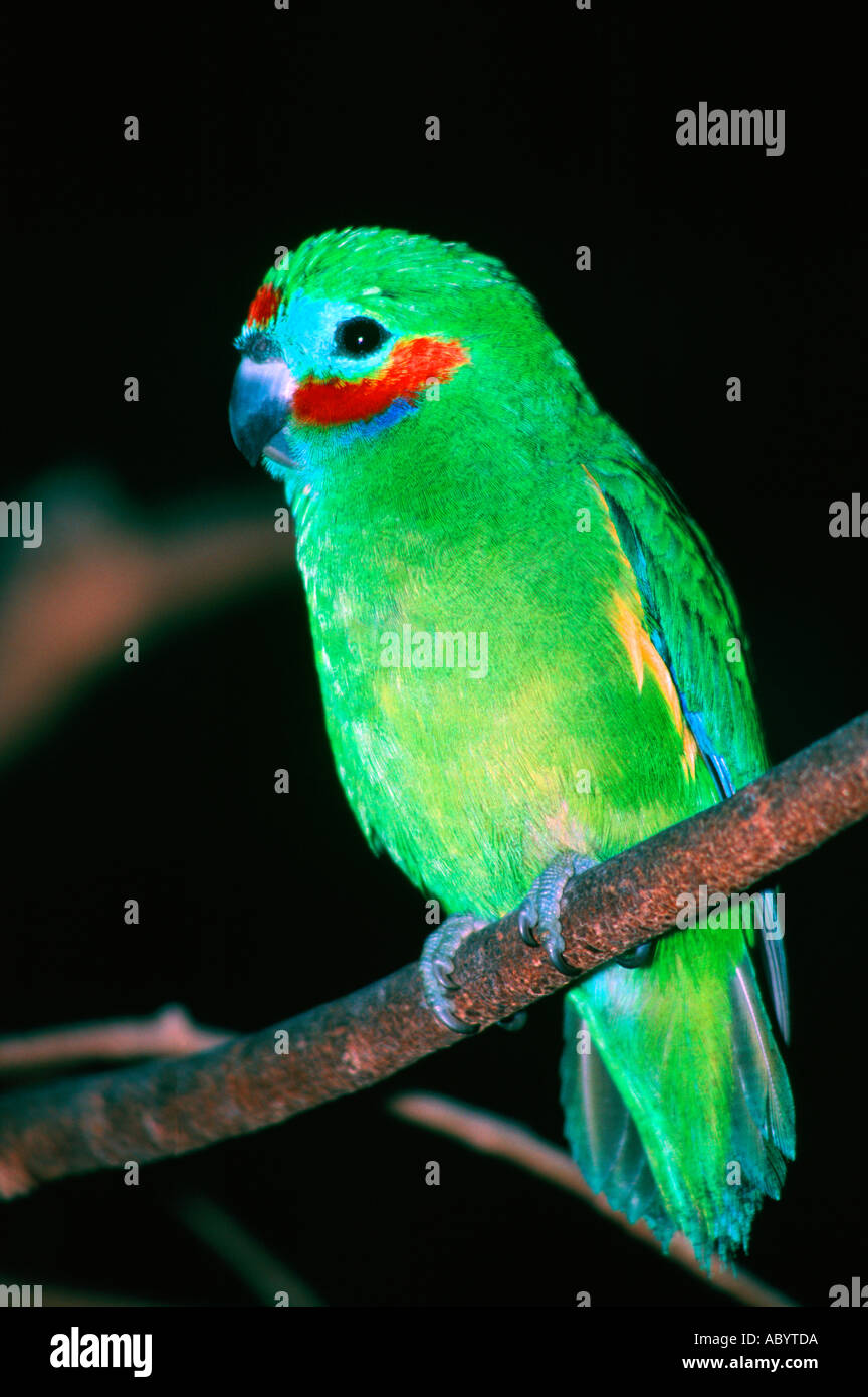 Fig parrot hi-res stock photography and images - Alamy