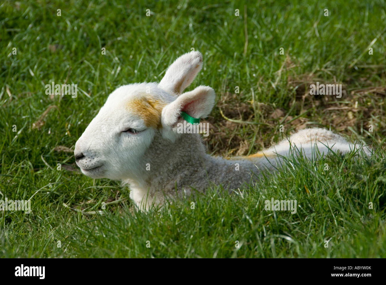 new born lamb Stock Photo - Alamy