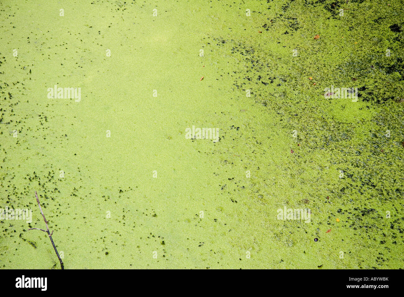 Green water surface of a water ditch Stock Photo - Alamy