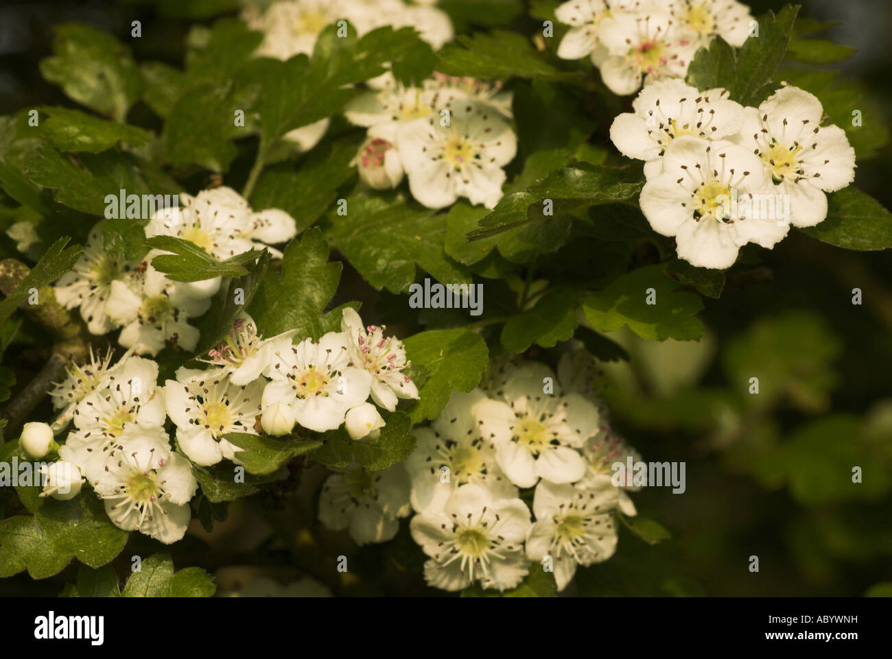 Hawthorn Flower (Crataegus monogyna Stock Photo - Alamy