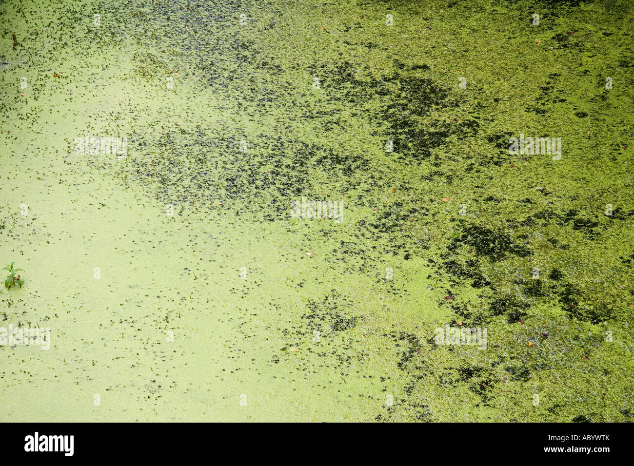 Green water surface of a water ditch Stock Photo - Alamy