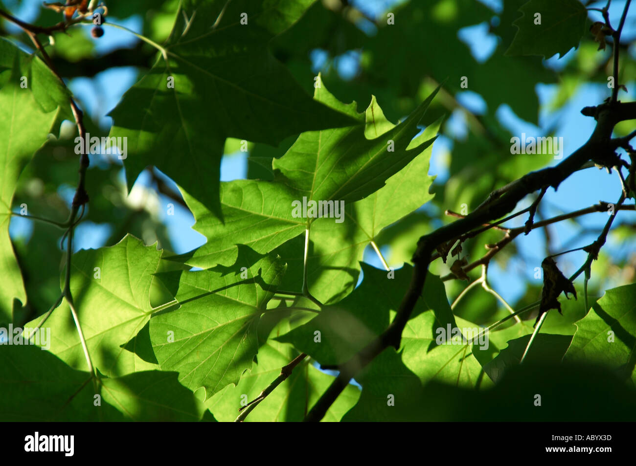 summer sunlight passing through tree leaf leaves shade shady summer day ...