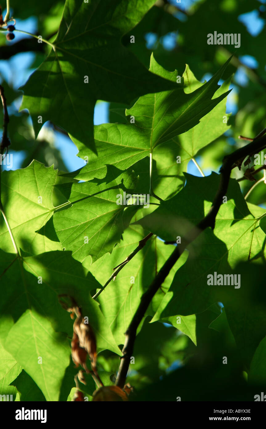 Sunlight passing through leaf hi-res stock photography and images - Alamy