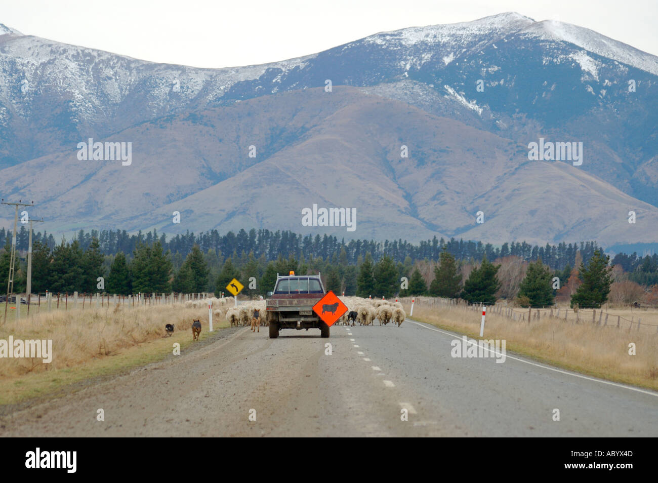 Herding sheep along a road hi-res stock photography and images - Alamy