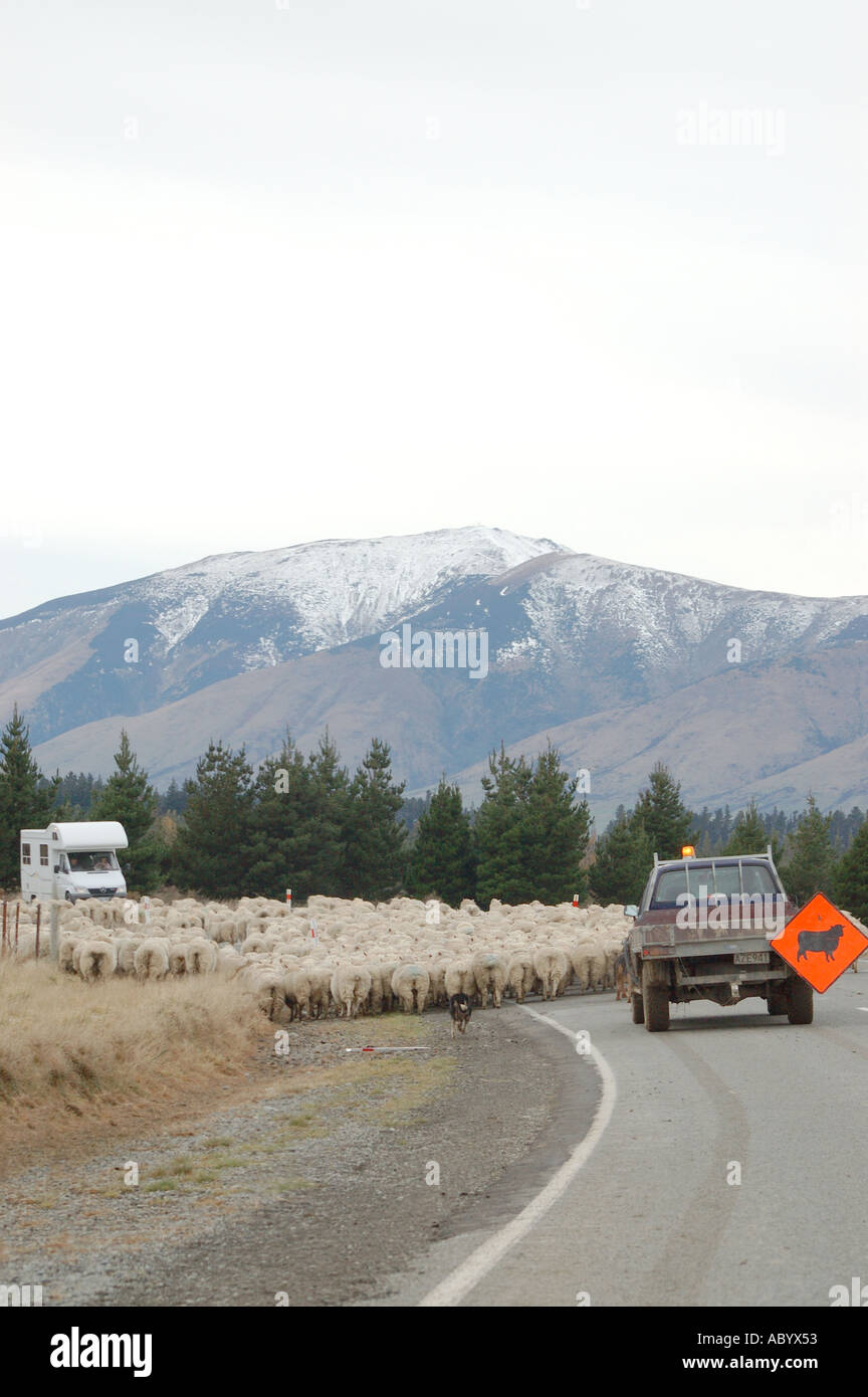 Moving sheep along a road Stock Photo - Alamy