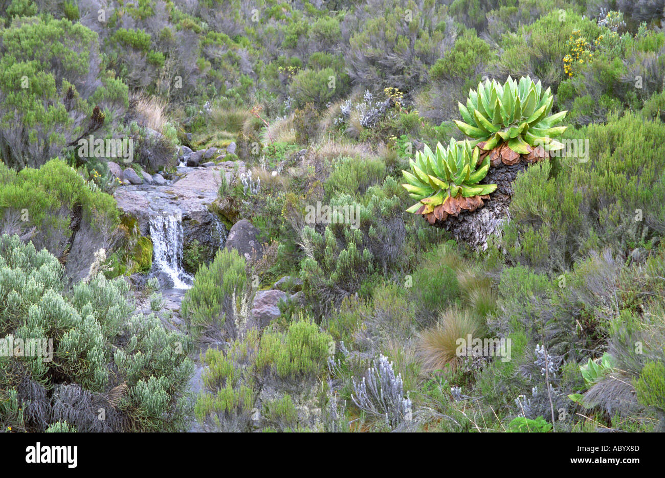 Scenic landscape with Erica Ericaceae plants in Kilimanjaro National ...