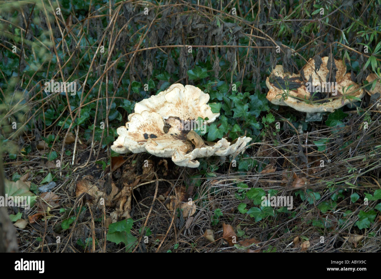 fungus fungi mushroom grow growing Stock Photo - Alamy