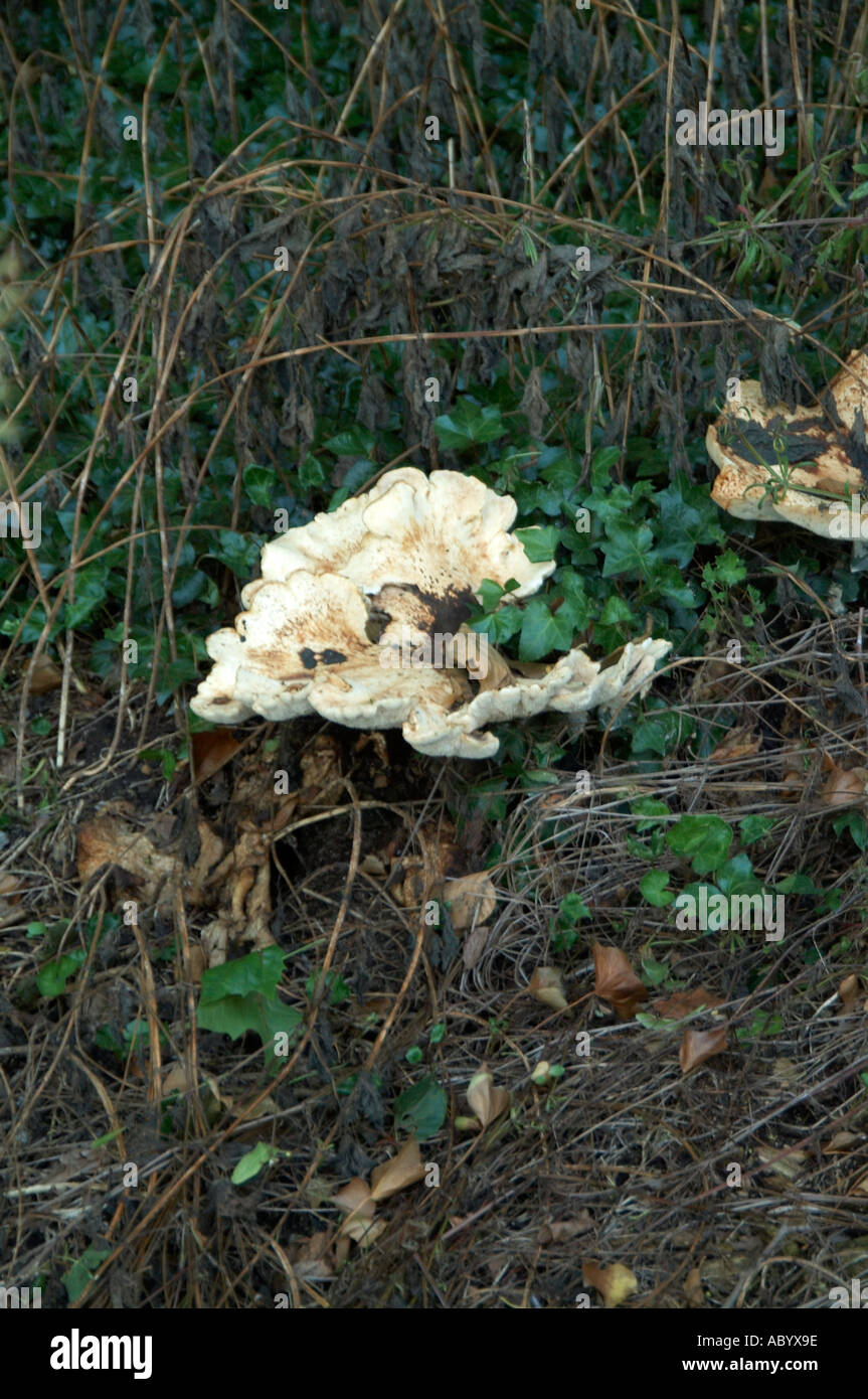 fungus fungi mushroom grow growing Stock Photo - Alamy