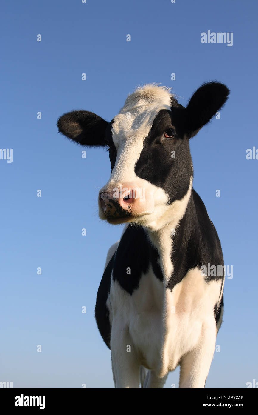 Cow black hi-res stock photography and images - Alamy