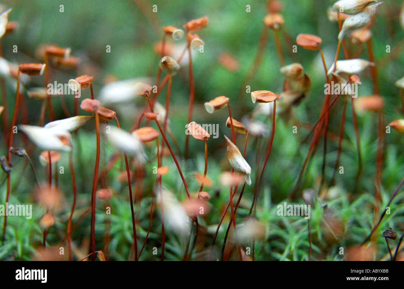 Moss cups hi-res stock photography and images - Alamy