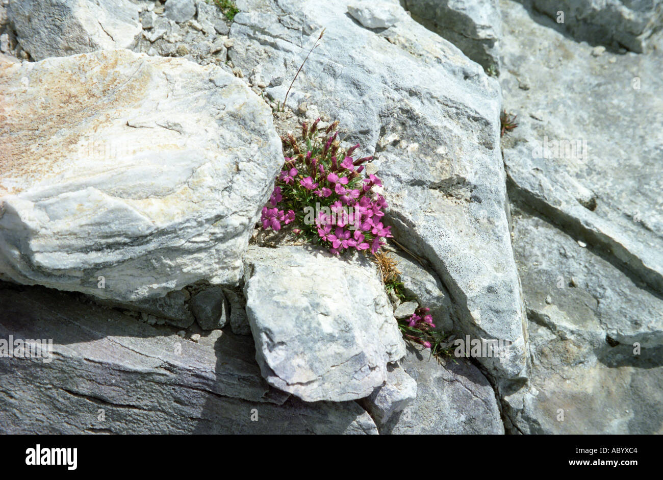 Alpine Catchfly Silene acaulis flowering on rocks in Rila National Park ...