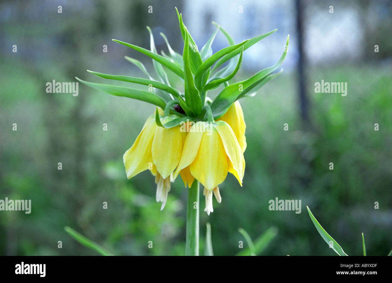 Fragrant fritillary hi-res stock photography and images - Alamy
