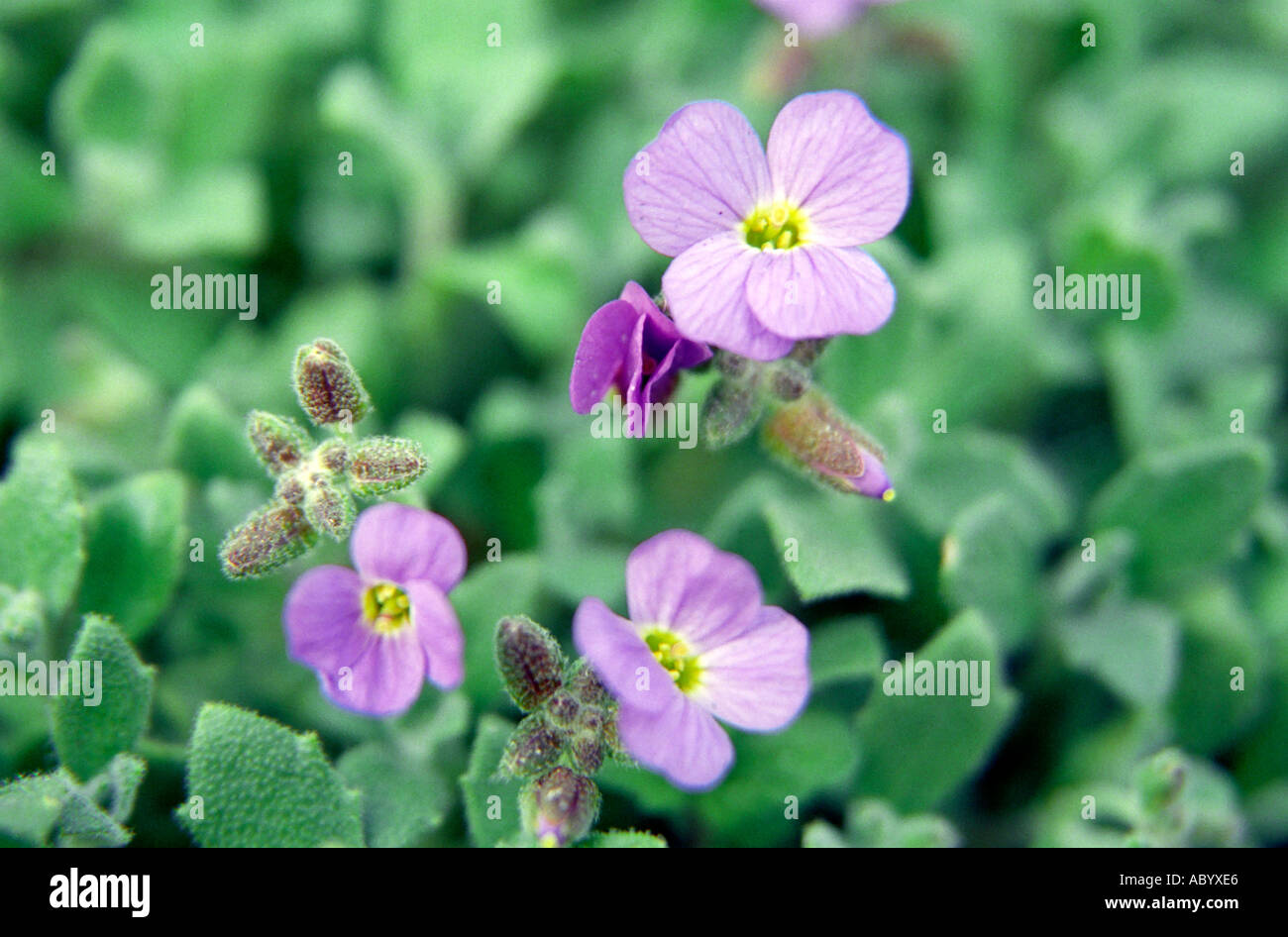 Spring gardens aubrieta hi-res stock photography and images - Alamy