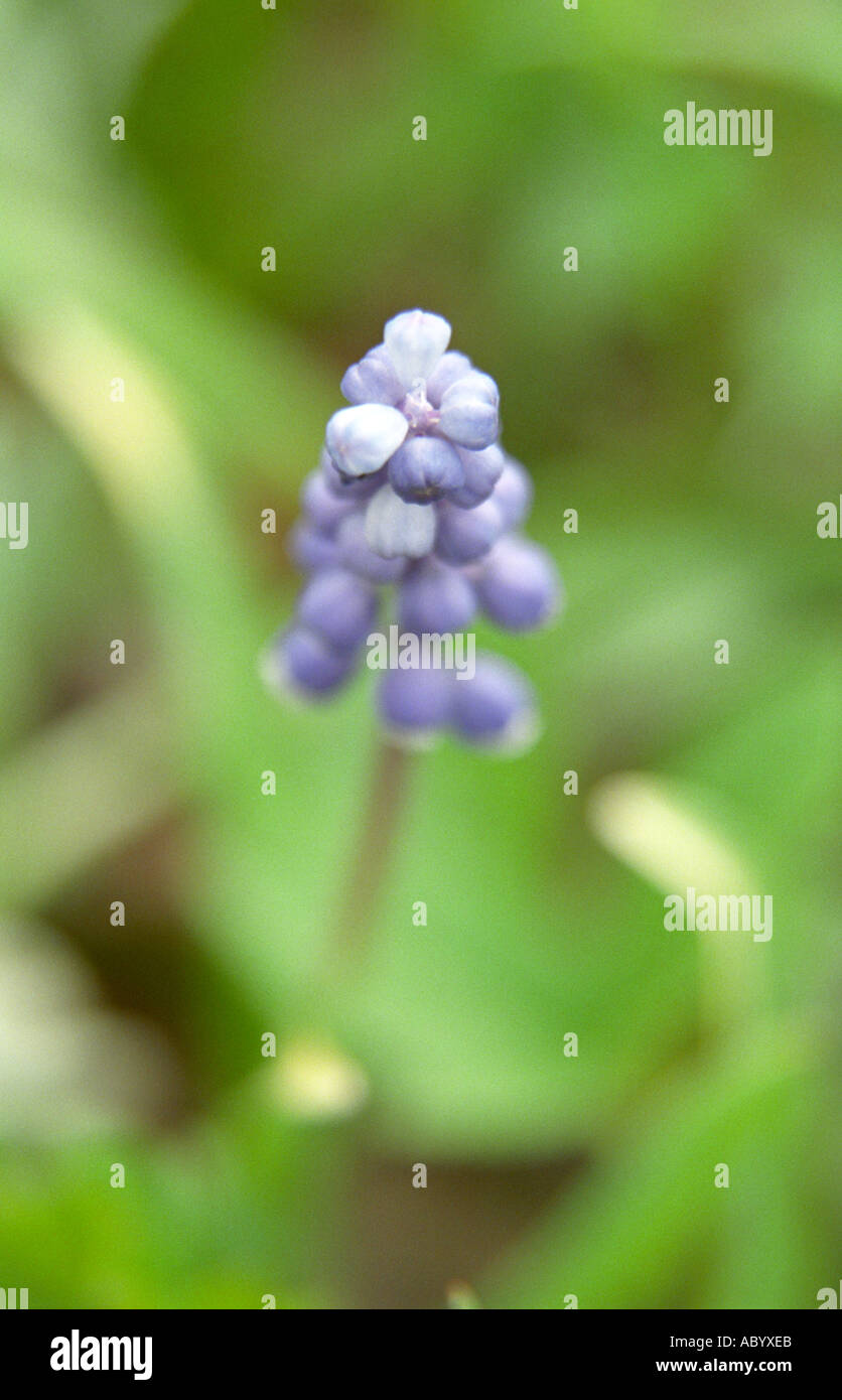 Muscari flower blooming in hi-res stock photography and images - Alamy