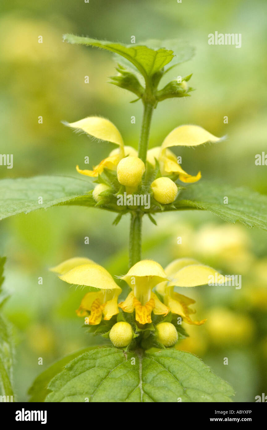 Yellow Archangel Lamiastrum galeobdolon London UK Stock Photo - Alamy