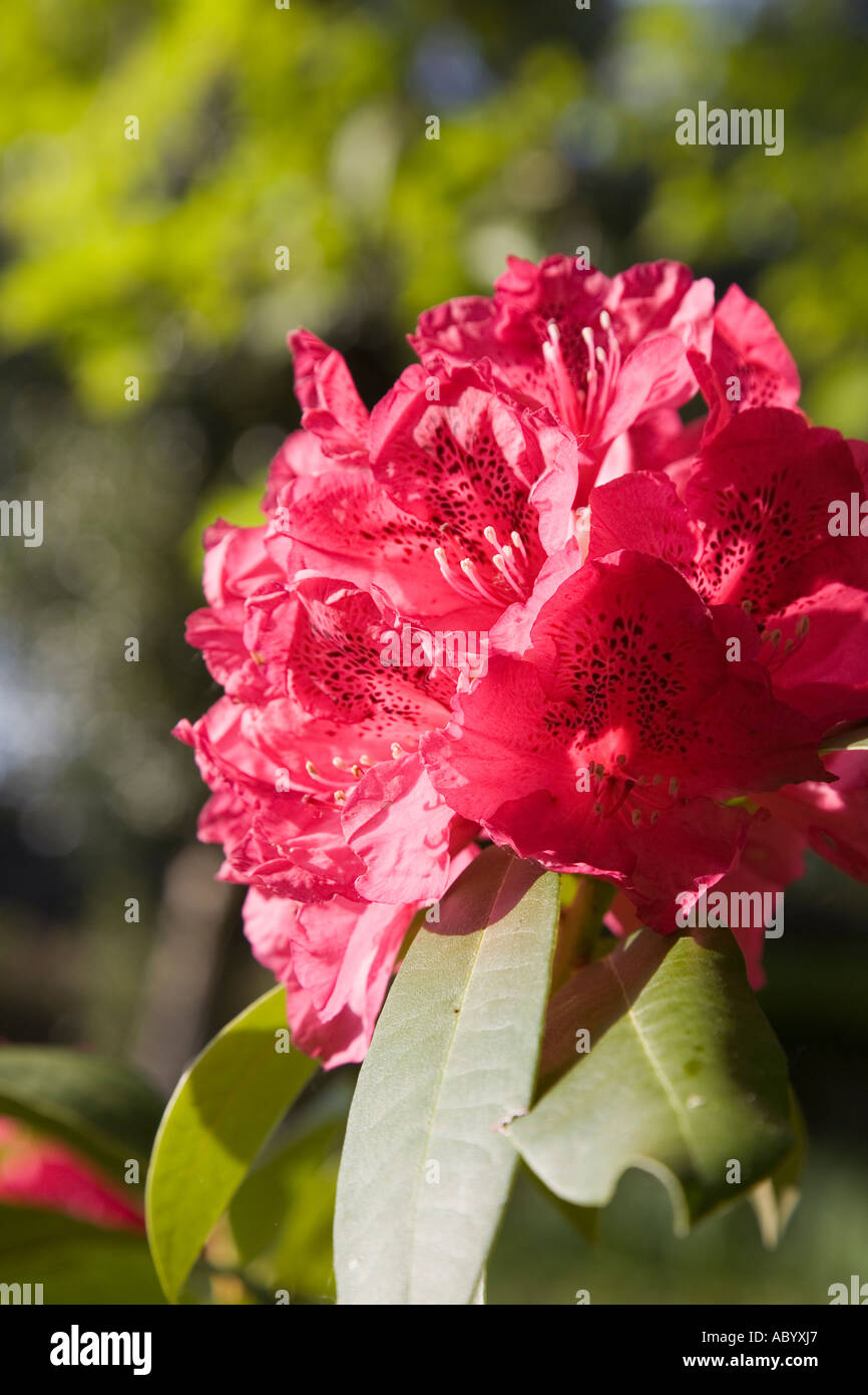 Rhododendron (rhododendron sp ) hi-res stock photography and images - Alamy