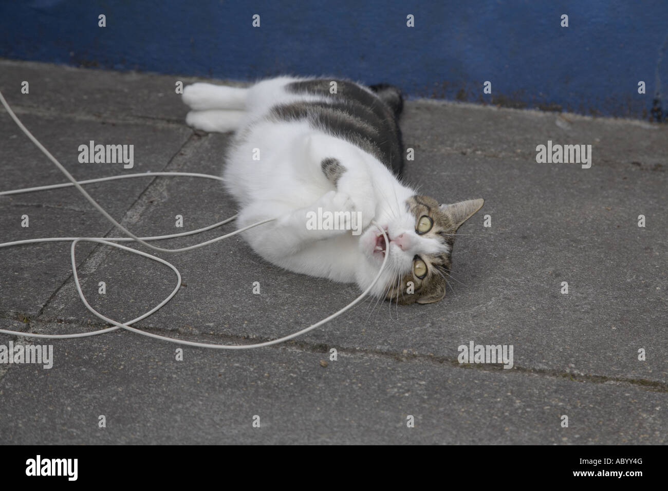A cat playing with string Stock Photo - Alamy
