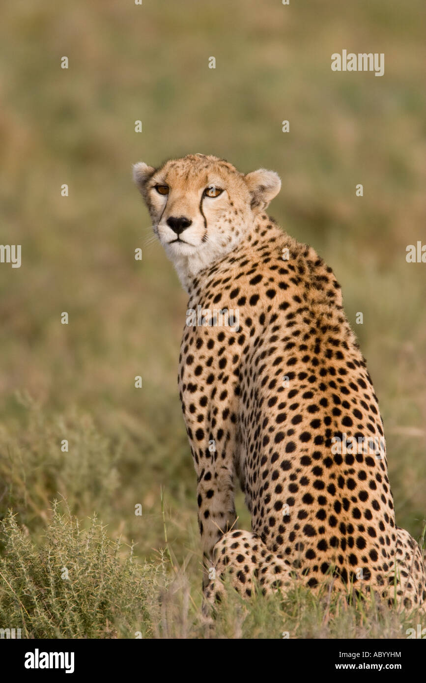 Cheetah Sitting and Looking Back Stock Photo - Alamy