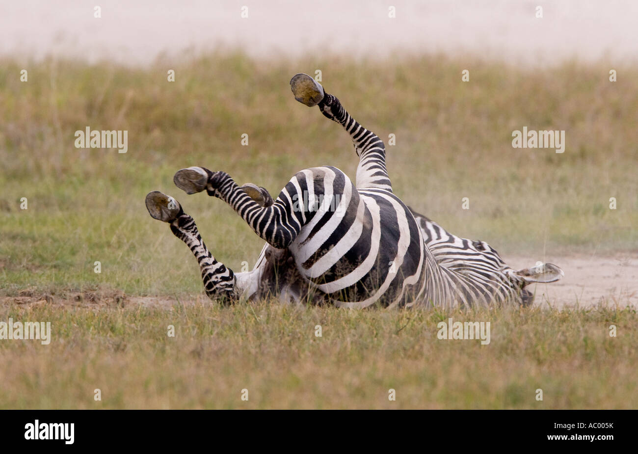 Common Zebra Taking Dust Bath Stock Photo - Alamy