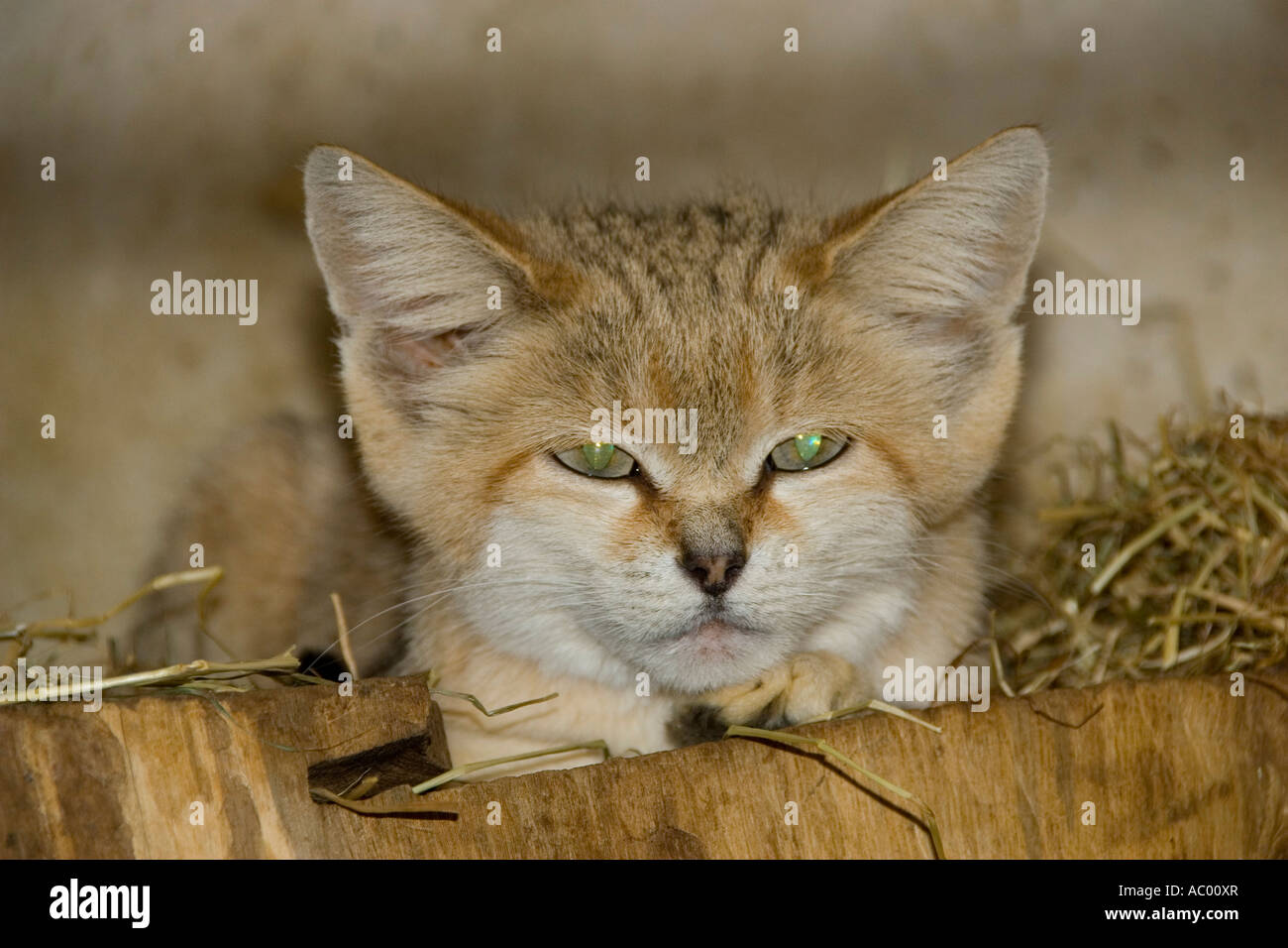 Sand Cat photographed at a Zoo an endangered species Stock Photo - Alamy