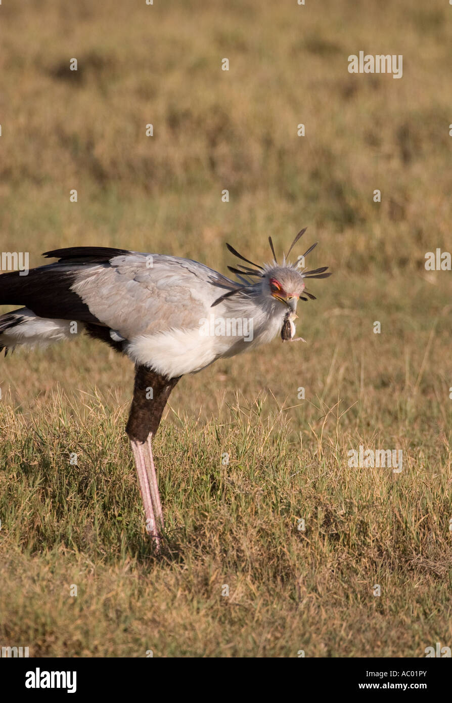 Secretary bird chick hi-res stock photography and images - Alamy