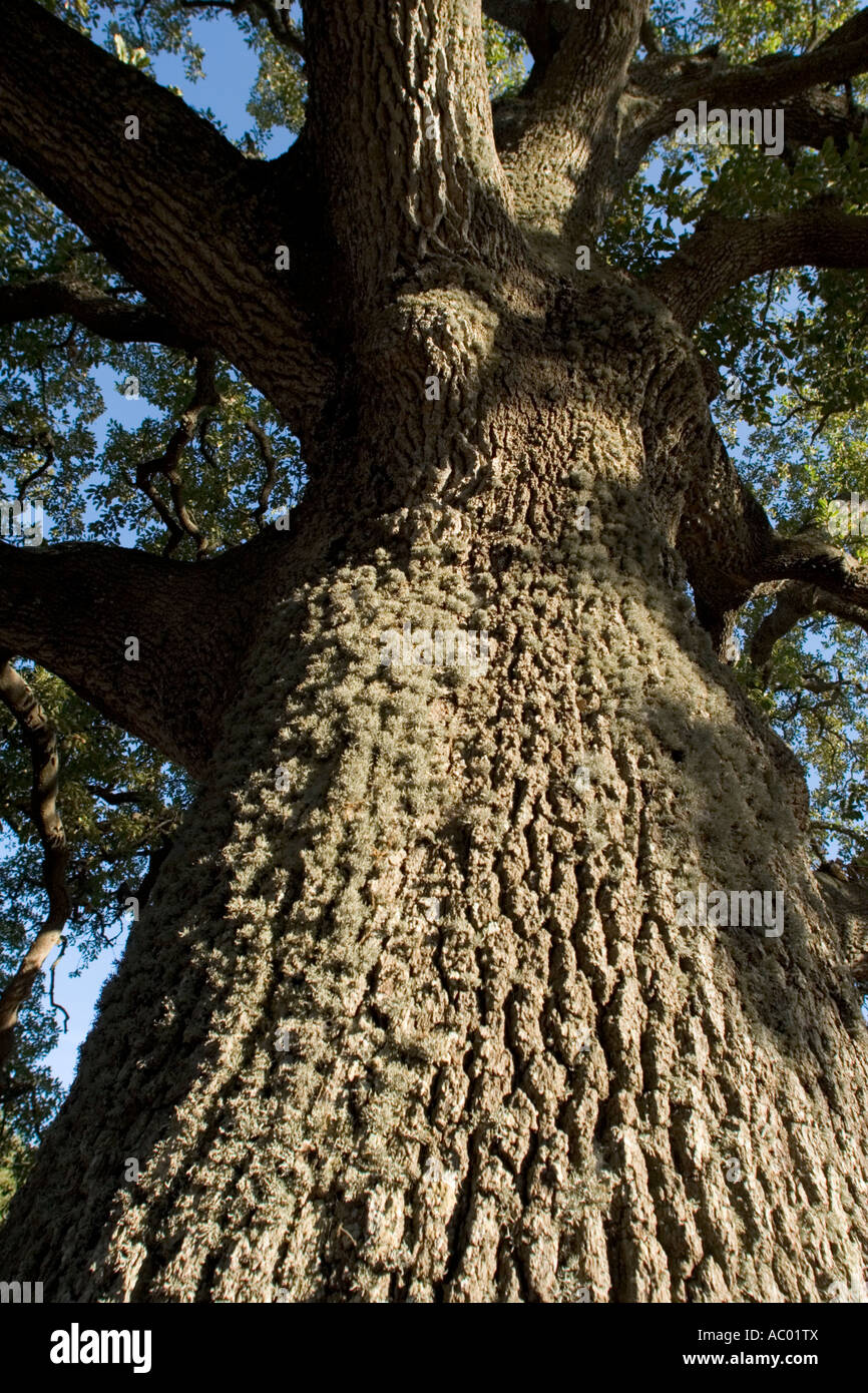 Ancient oak tree, Quercia Vallonea, Puglia, Italy Stock Photo - Alamy