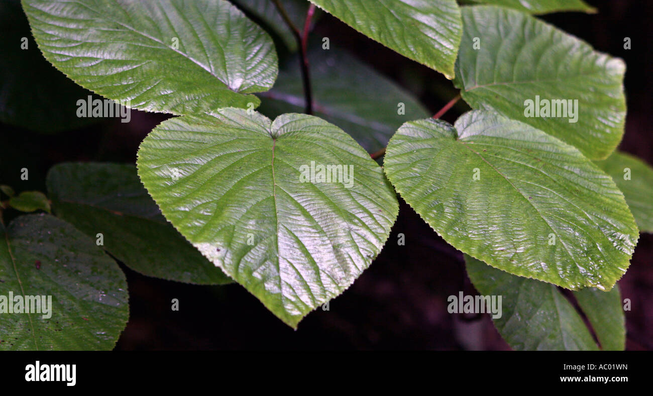 Close-up of wide leaves a in the forest Stock Photo - Alamy