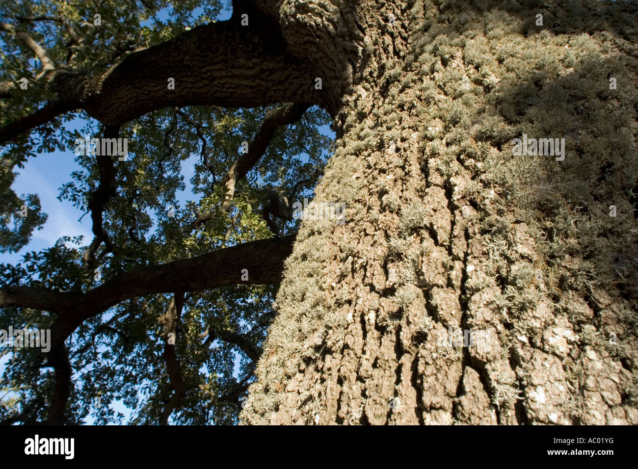 Ancient oak tree, Quercia Vallonea, Puglia, Italy Stock Photo - Alamy