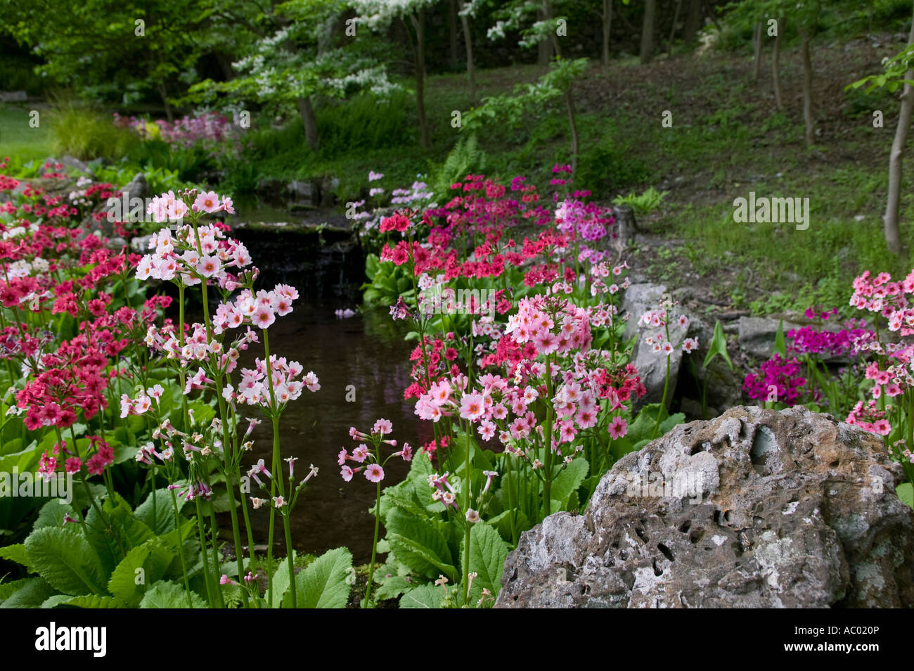 Beautiful little pink flowers Stock Photo - Alamy