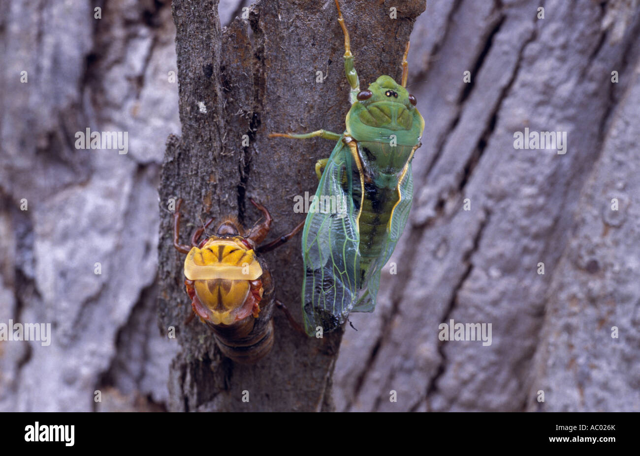Australian cicadas hi-res stock photography and images - Alamy