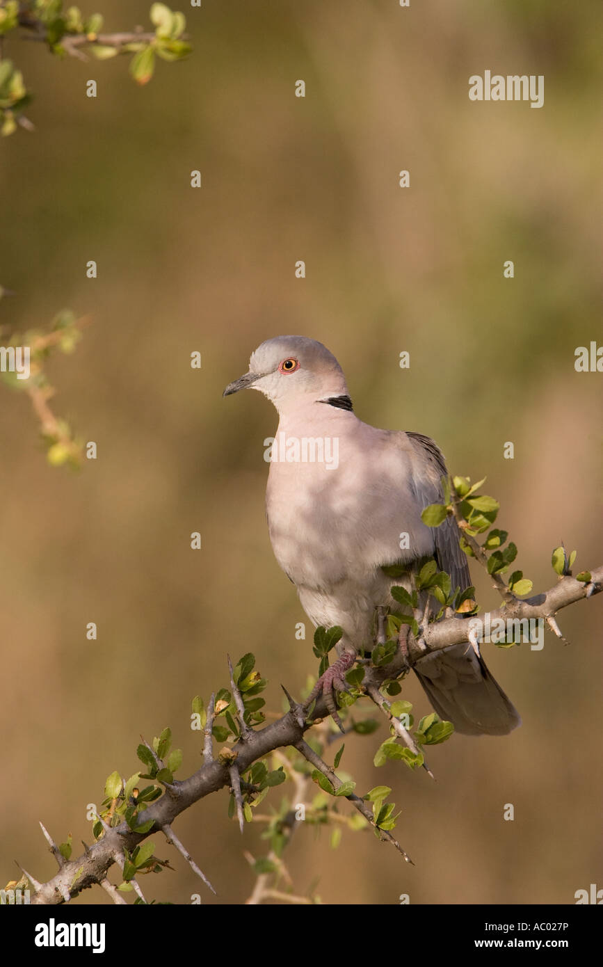 African Mourning Dove Stock Photo - Alamy