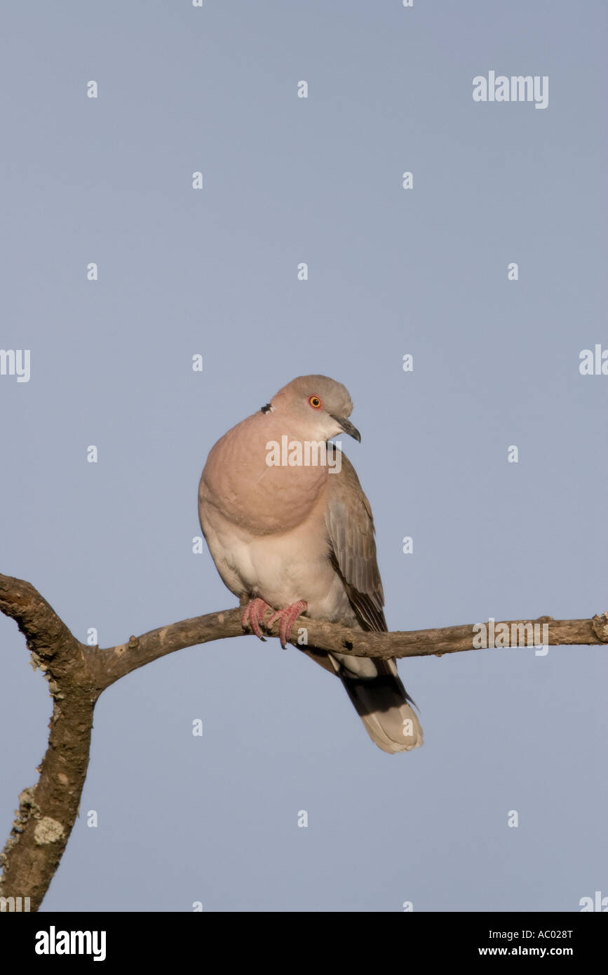 African mourning dove streptopelia decipiens hi-res stock photography ...