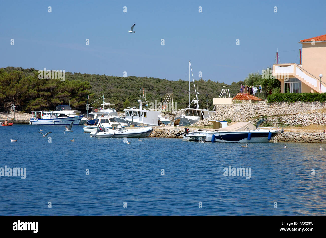 Simuni Pag Island Dalmatia Croatia former ex Yugoslavia Pago Dalmacija ...