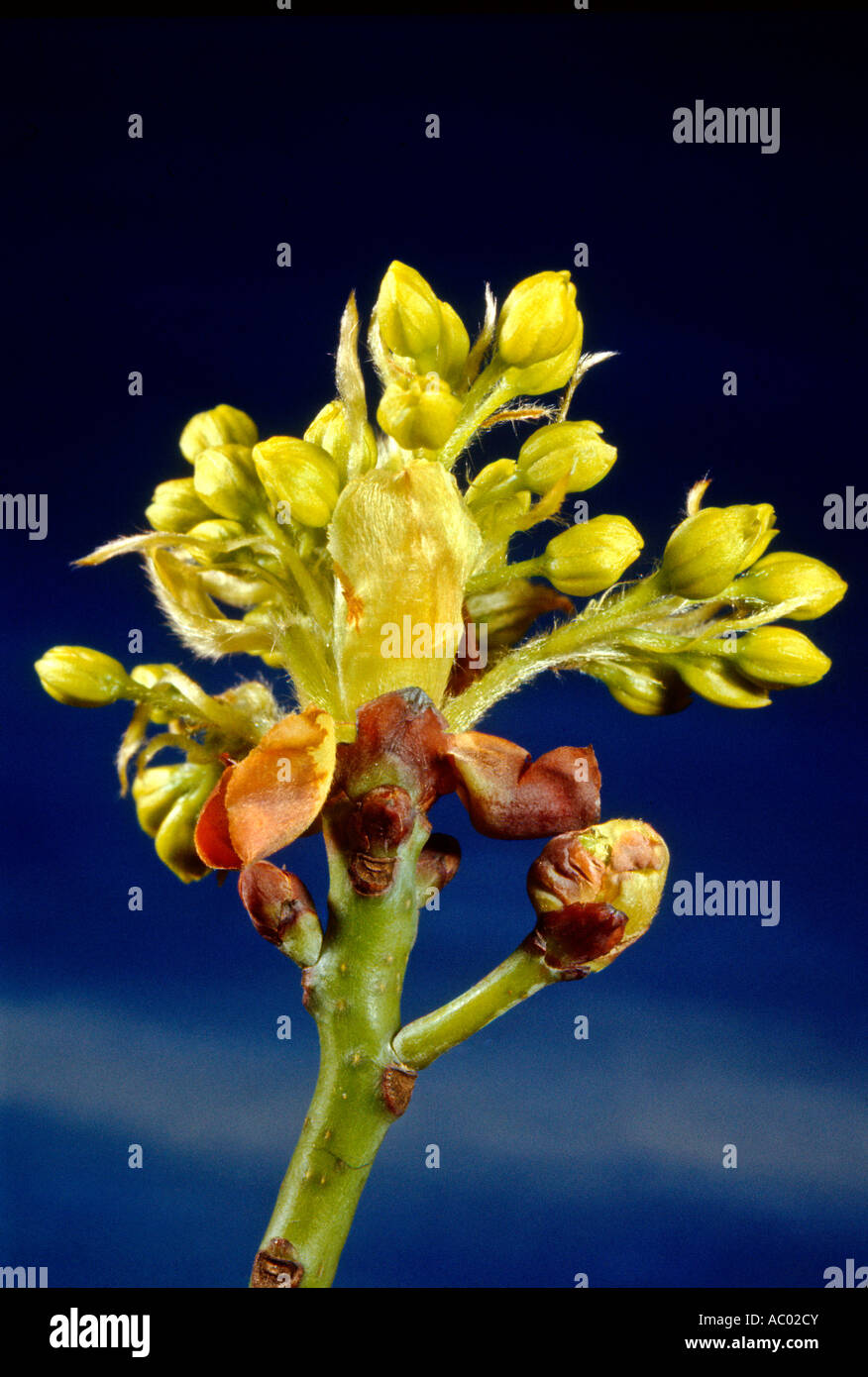 Sassafras tree hi-res stock photography and images - Alamy