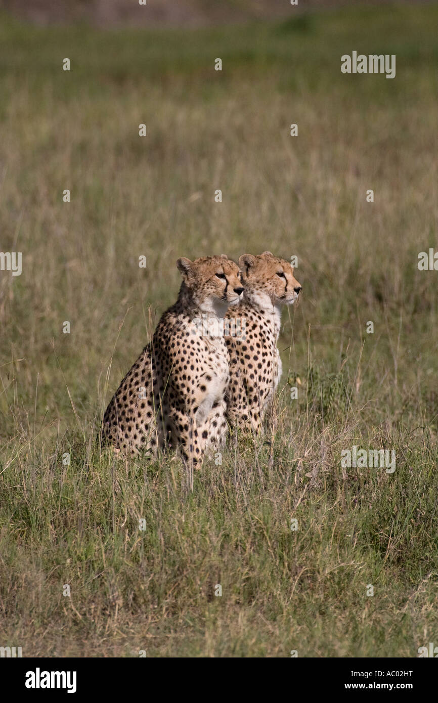 Two cheetahs sitting side by side hi-res stock photography and images ...