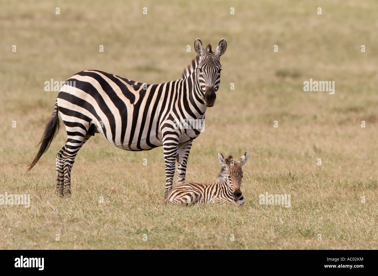 Common Zebra Mother and Baby Stock Photo - Alamy