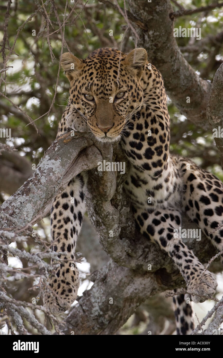 Leopard Draped on Tree Limbs Looking Straight Ahead Stock Photo - Alamy