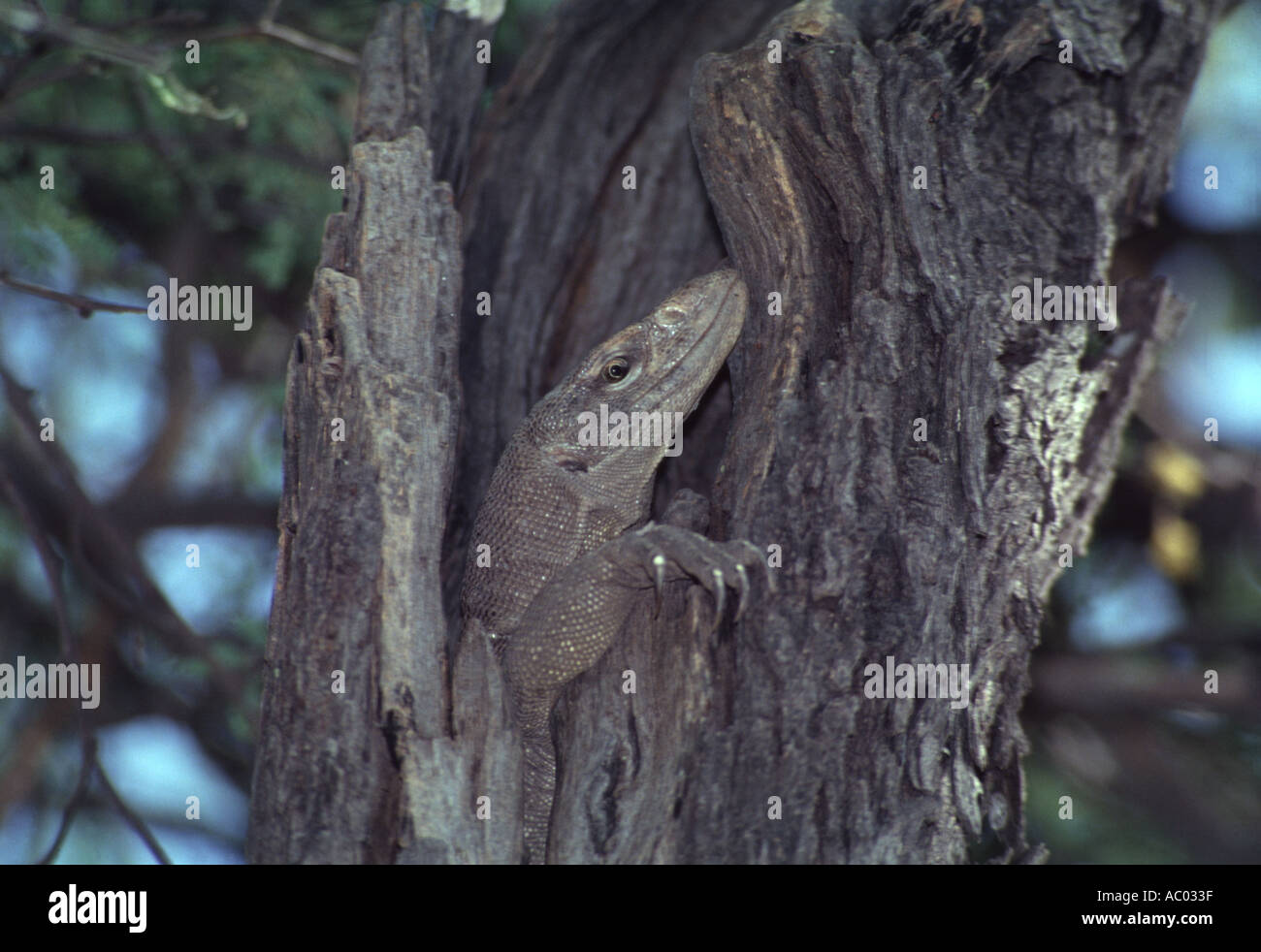 Monitor lizard in tree hole, Rajasthan Stock Photo - Alamy