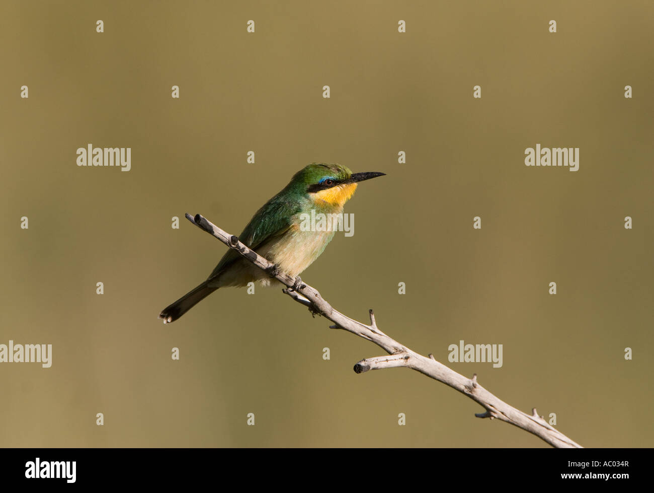 Little Bee Eater Stock Photo - Alamy