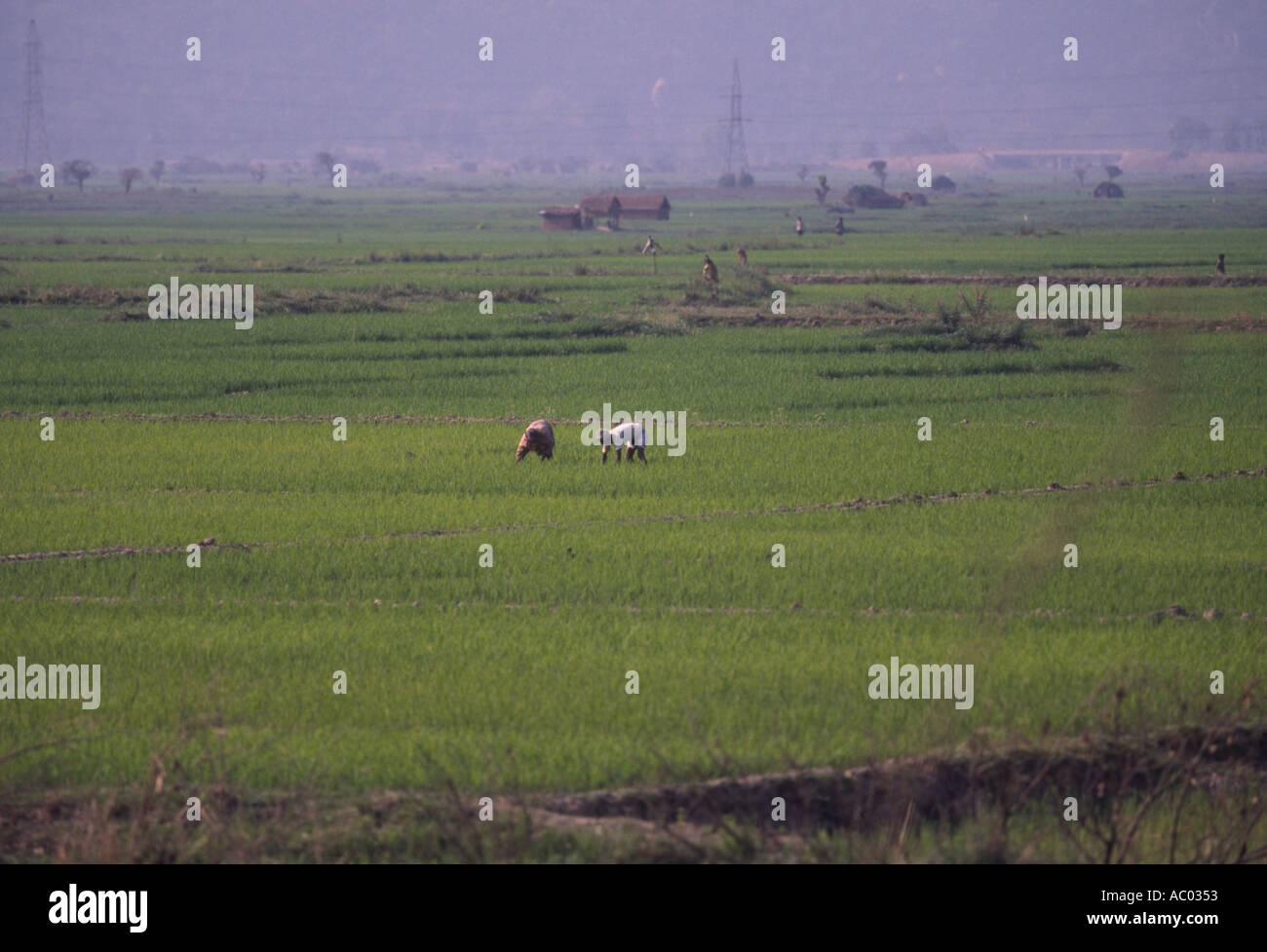 India assam field rice hi-res stock photography and images - Alamy
