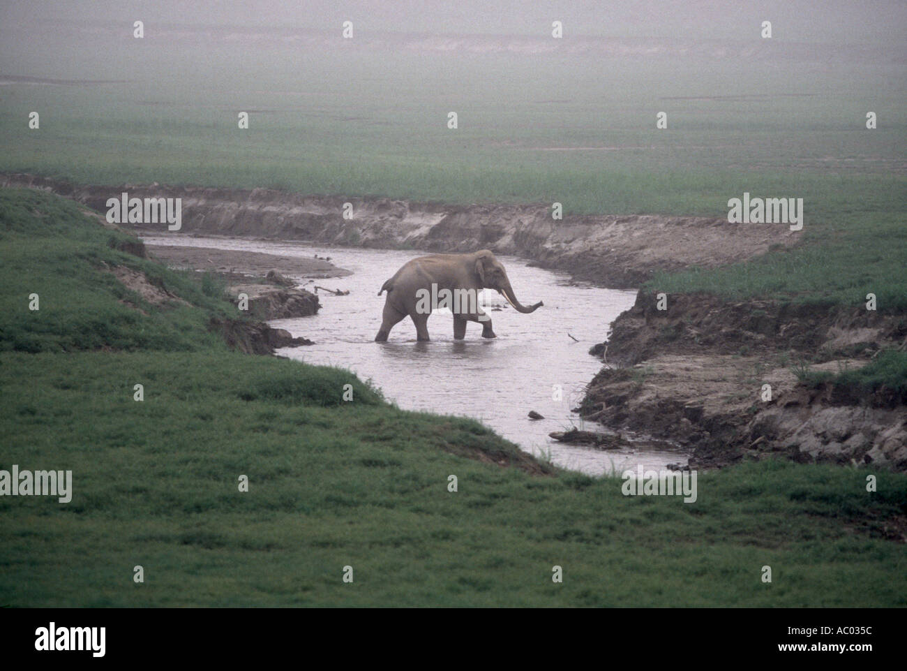 india animal animals corbett elephant wildlife elephants endangered fog ...