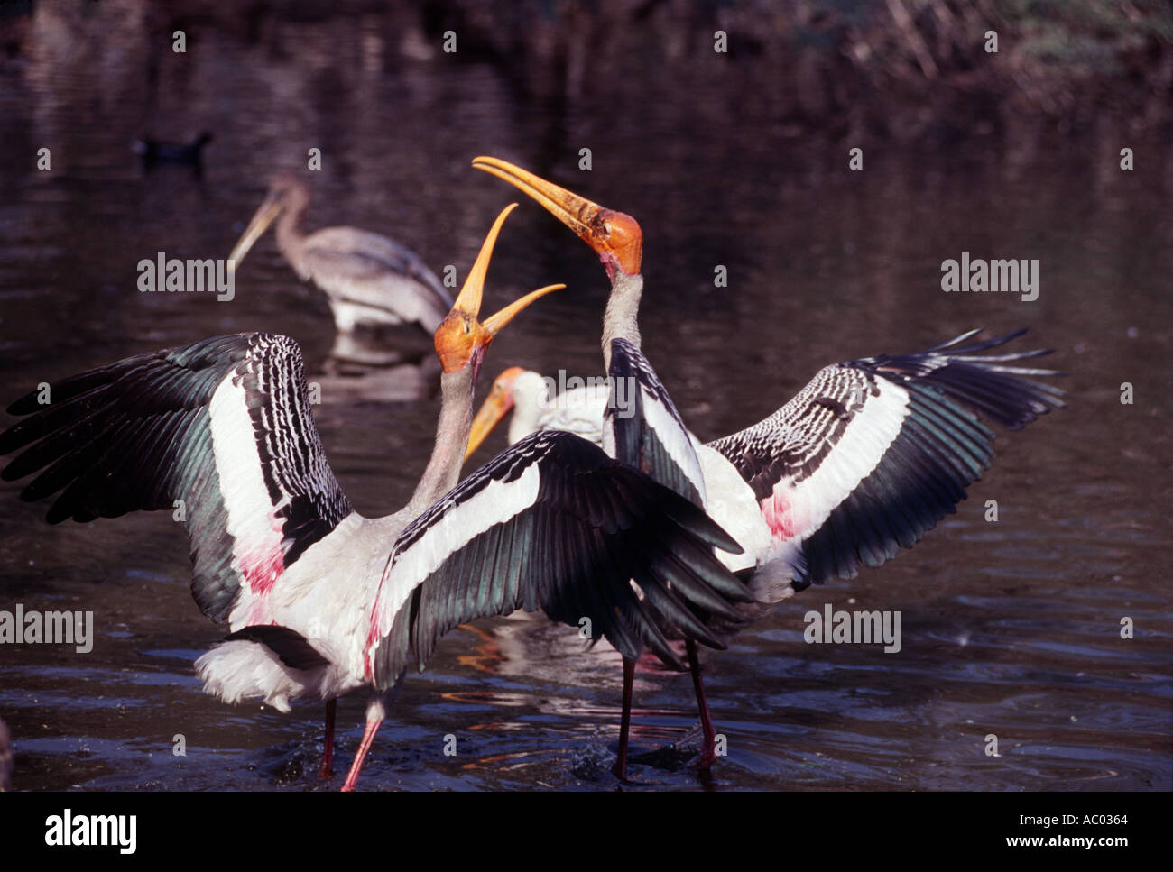Painted Storks feeding time Stock Photo - Alamy