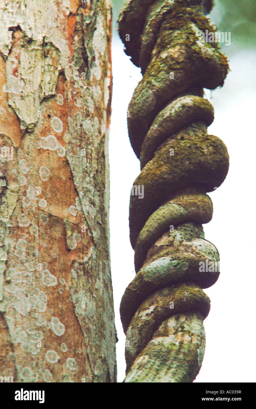 Tree in Misiones Argentina Stock Photo - Alamy