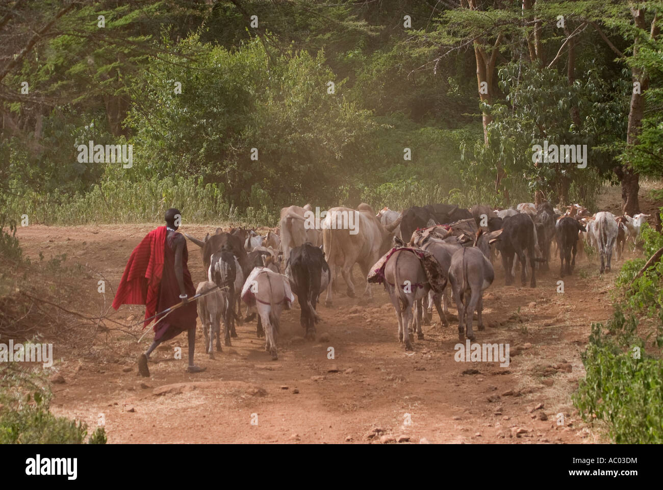 Maasai Man Herd Cattle High Resolution Stock Photography and Images - Alamy