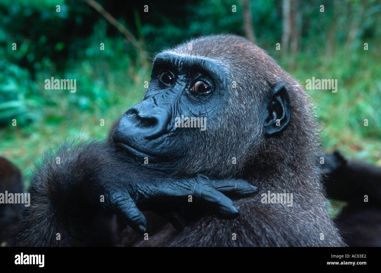 Western Lowland Gorilla Gorilla gorilla gorilla Endangered species ...