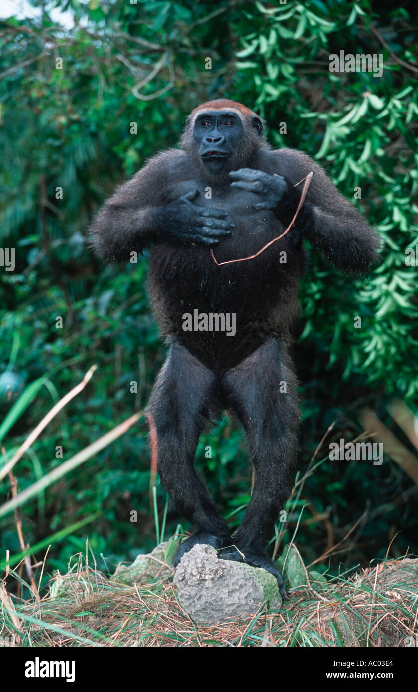 Western Lowland Gorilla Endangered species Tropical central Africa ...
