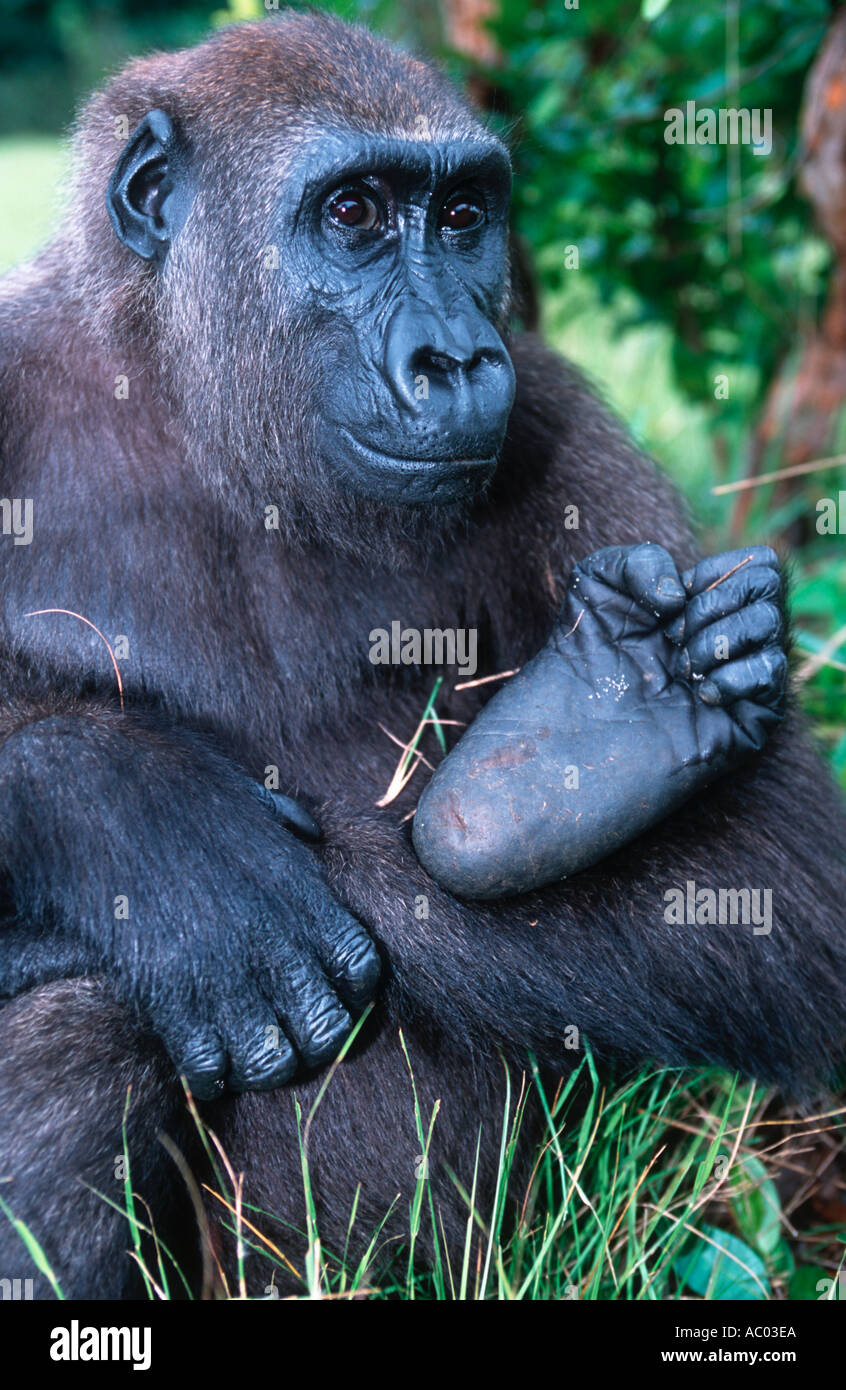 Western Lowland Gorilla Gorilla gorilla gorilla Endangered species ...