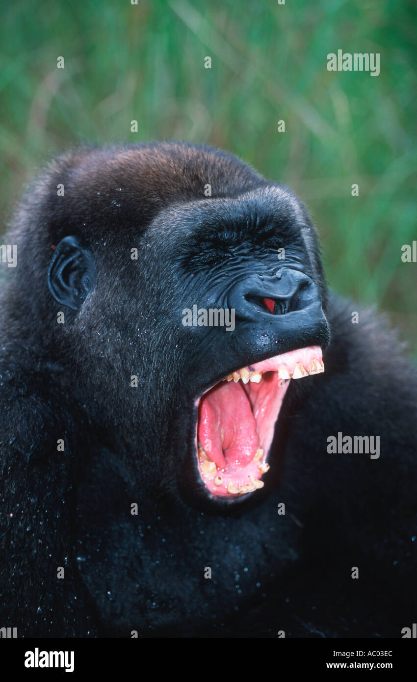 Gorilla Teeth High Resolution Stock Photography and Images - Alamy